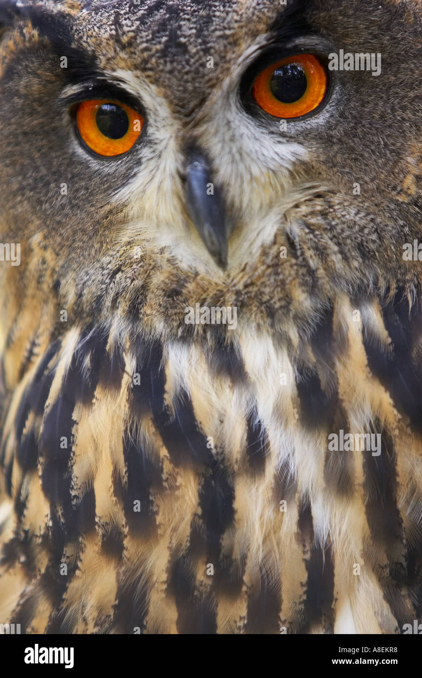 Birds of Pray Owl Stock Photo - Alamy