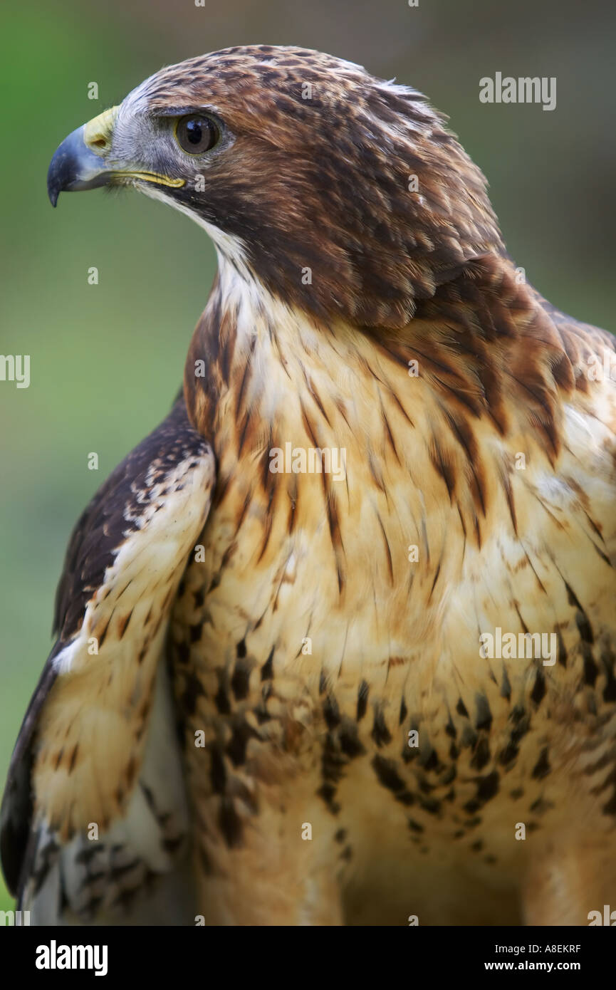 Birds of Pray hawk Stock Photo - Alamy