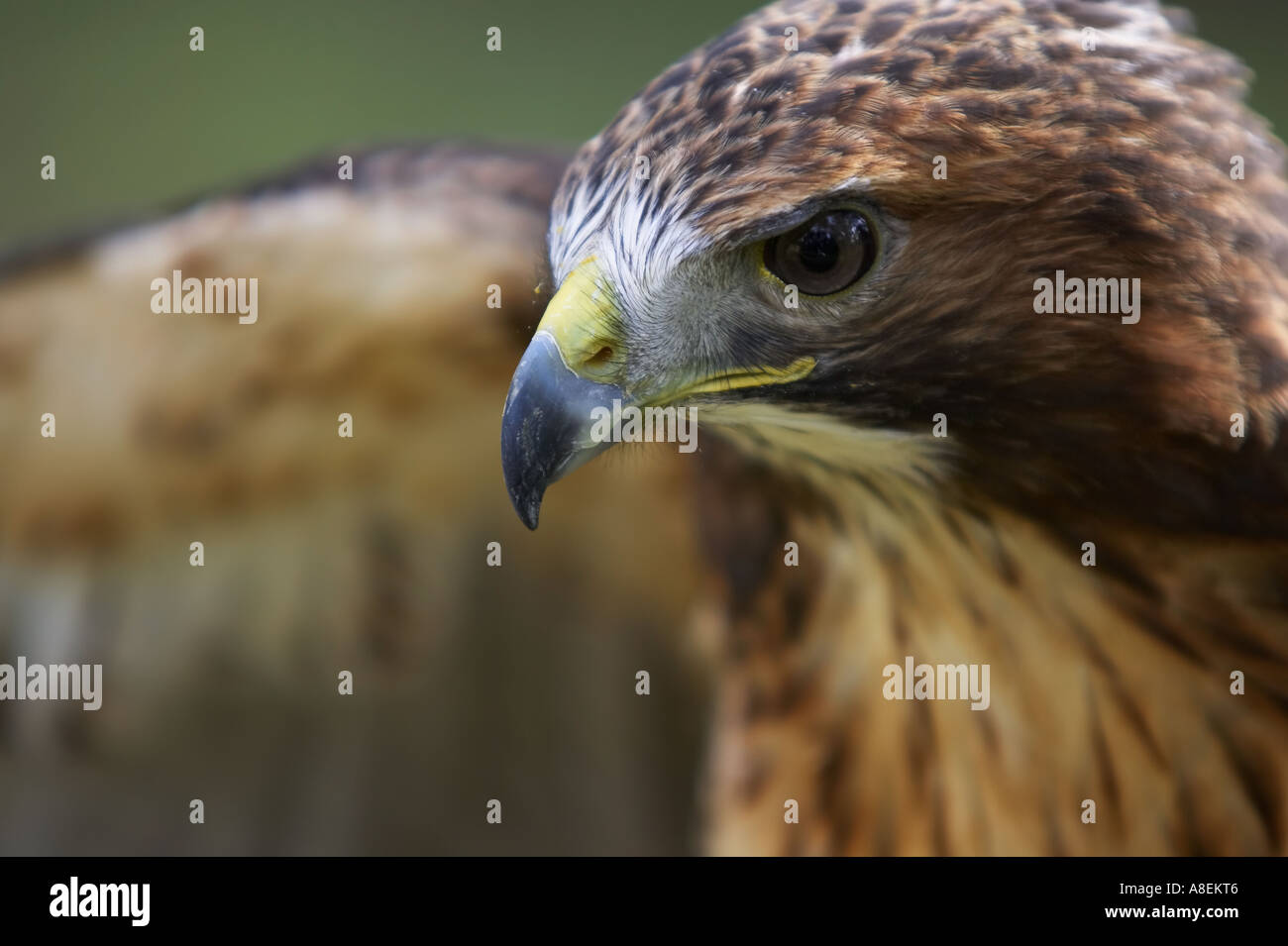 Birds of Pray hawk Stock Photo - Alamy