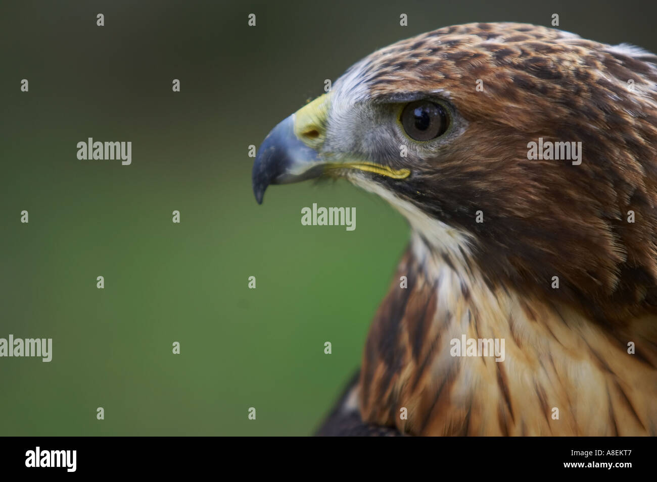 Birds of Pray hawk Stock Photo - Alamy
