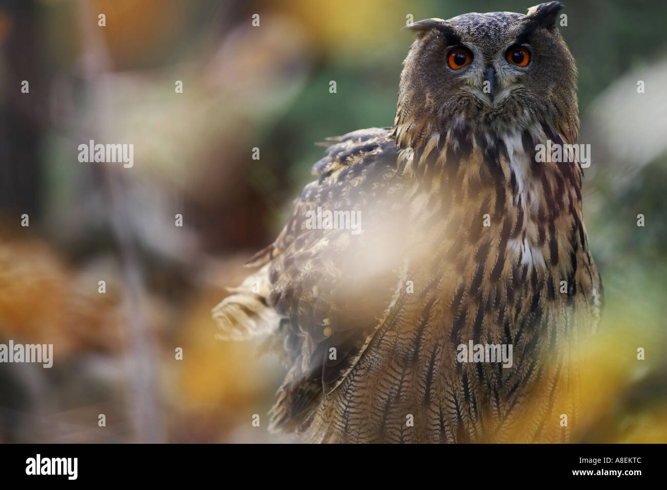 Birds of Pray Owl Stock Photo - Alamy