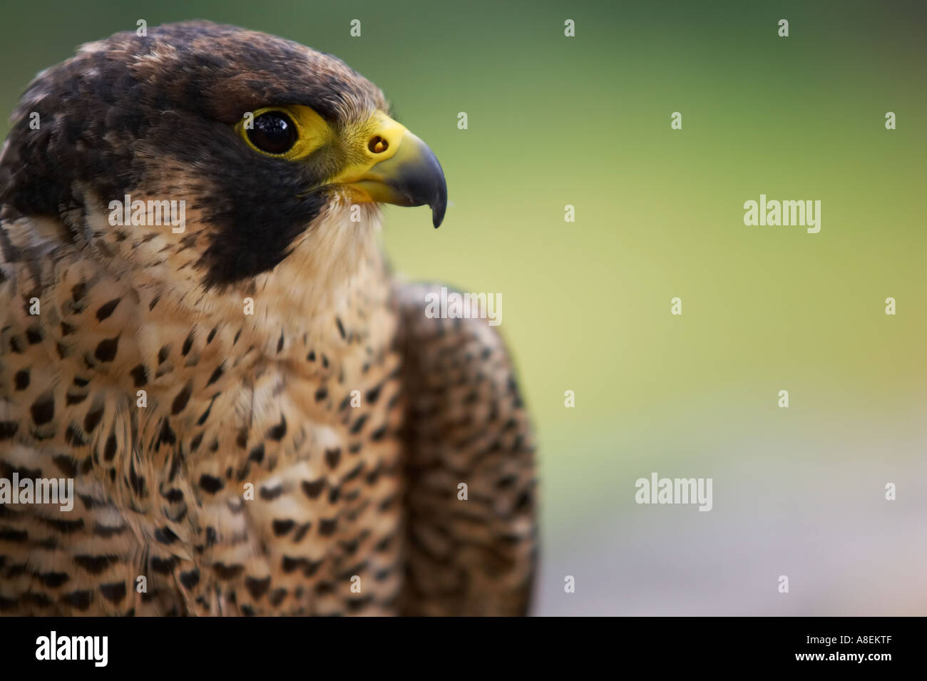 Peregrin Falcon side view with yellow beak Stock Photo - Alamy