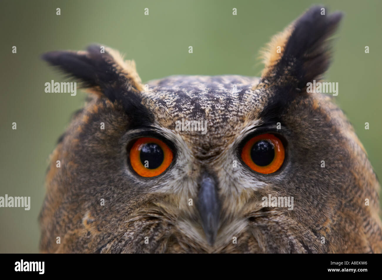 Front shot of Bupo Bupo Owl with Orange eyes great curious expression ...