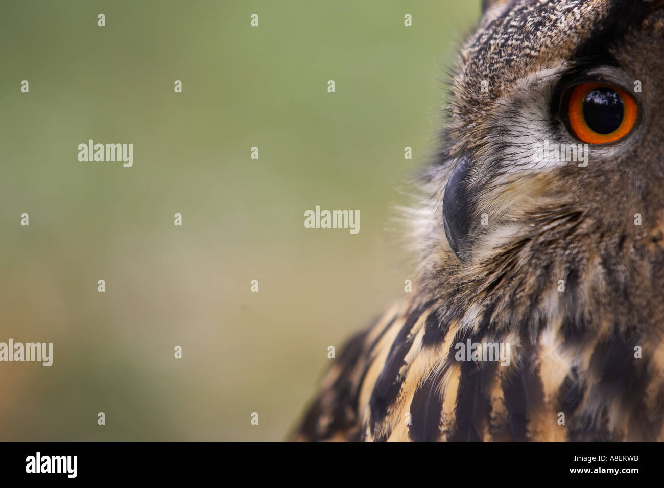 Birds of Pray Owl Stock Photo - Alamy