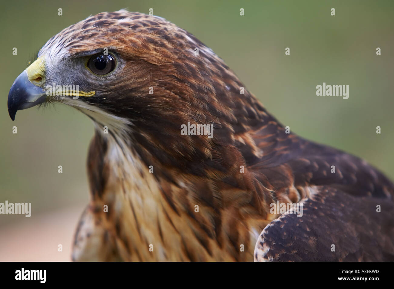 Hawk, bird of pray. Famous for their intelligence and great vision ...