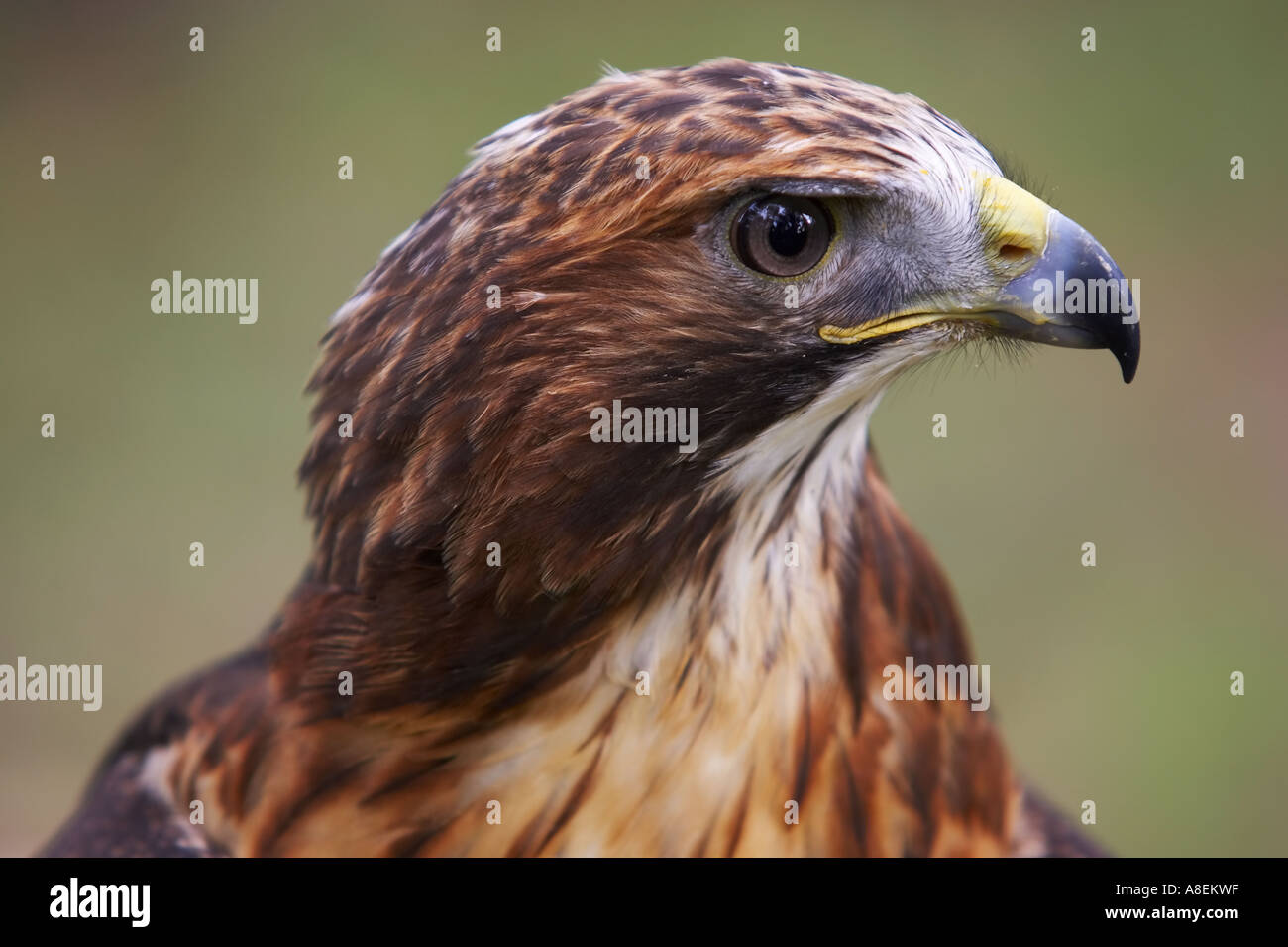 Hawk, bird of pray. Famous for their intelligence and great vision ...