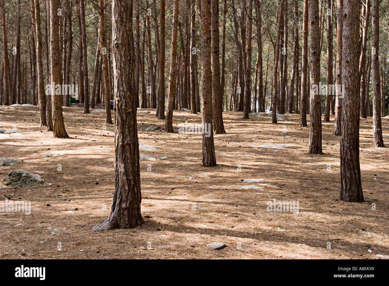 Stock photo of a thick pine tree forest in the Ben Shemen region in ...