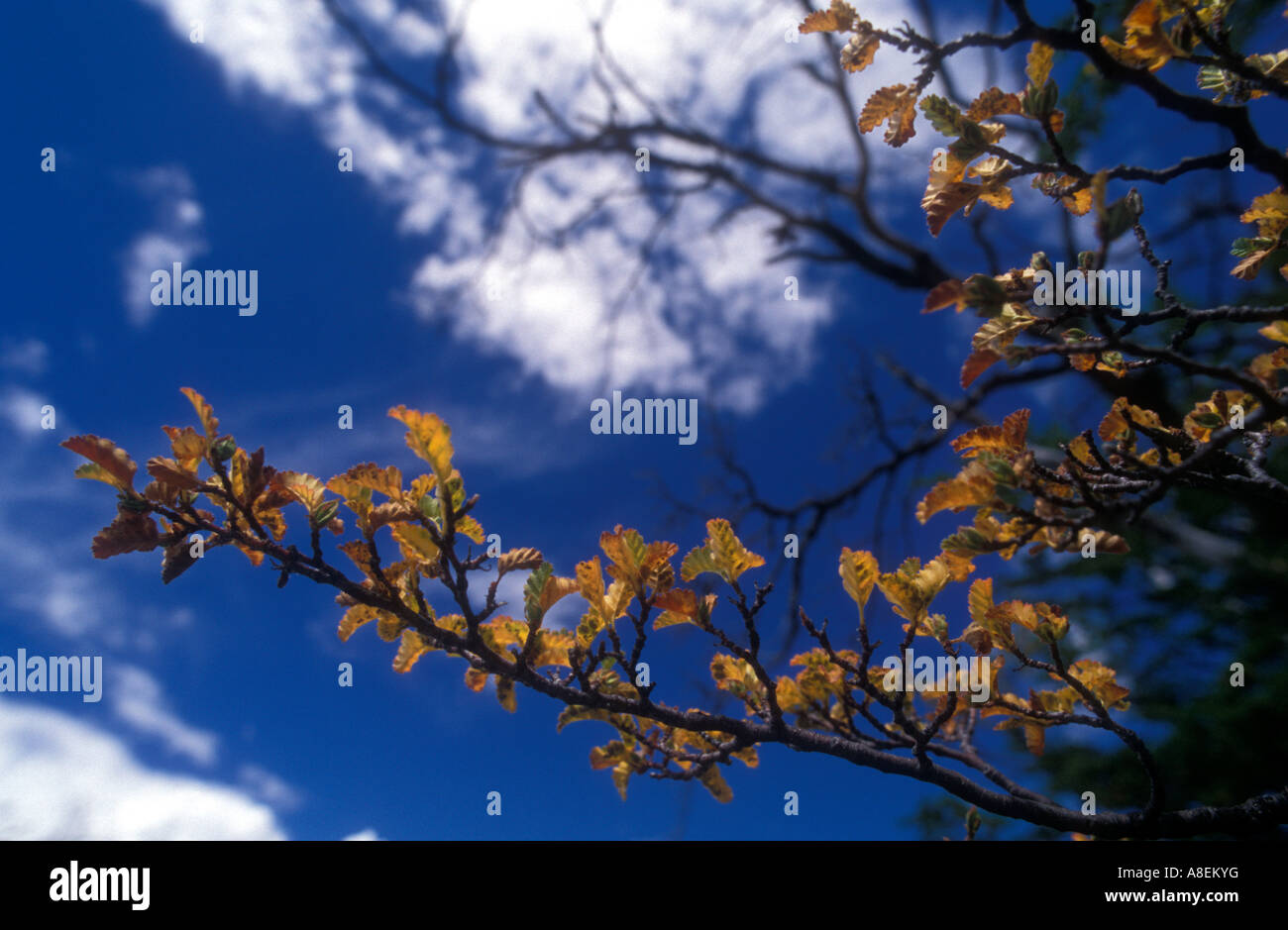Nothofagus Lenga Bark and Leaves, Los Glaciares National Park ...