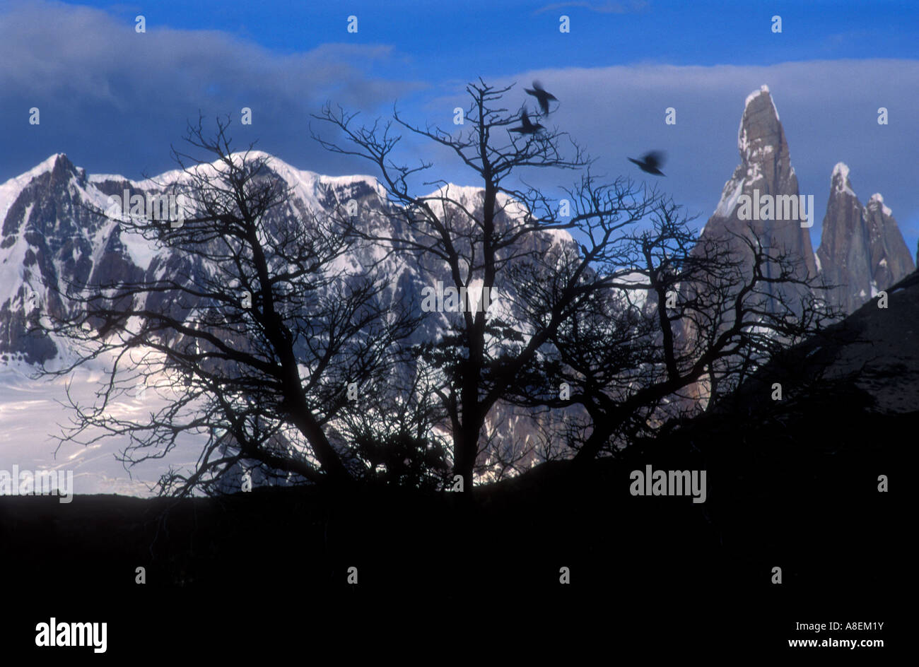 Pitio Birds (Colaptes pitius) and Cerro Torre (3102m). Magnificent ...