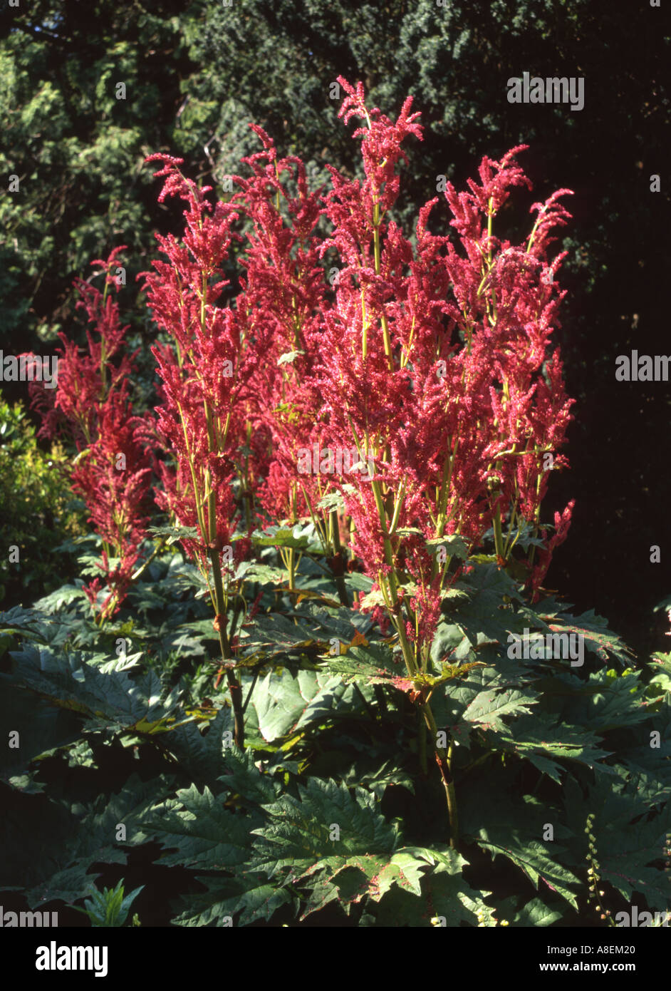 Rheum palmatum Atrosanguineum plant and red flowering panicle Stock ...