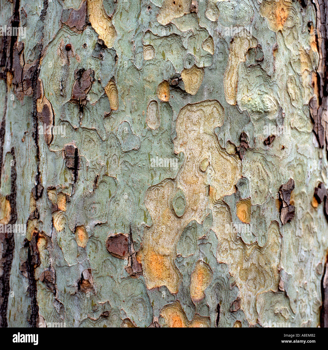 Mottled tree bark hi-res stock photography and images - Alamy