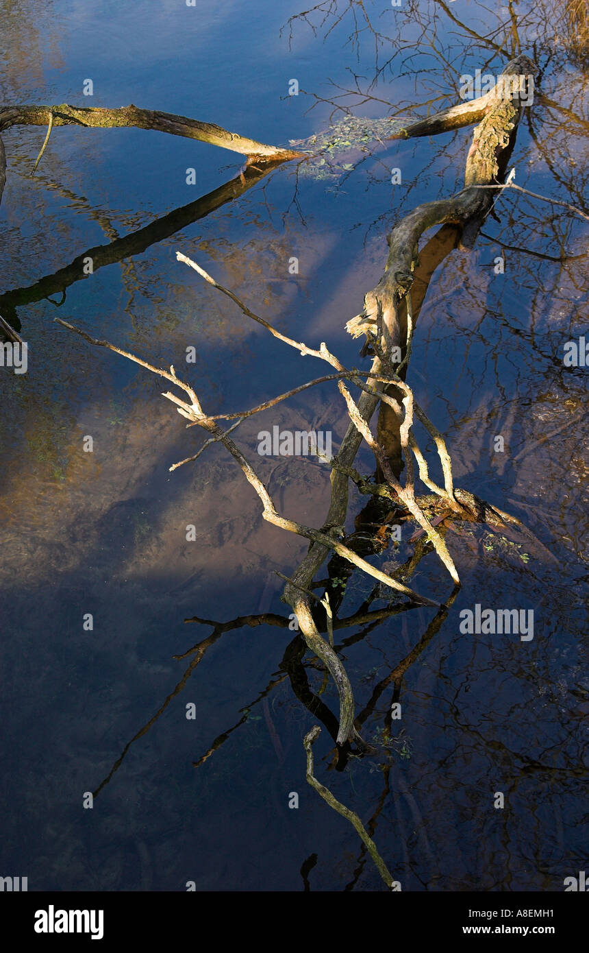 Light and shade in the water around a fallen tree branch, River Park ...