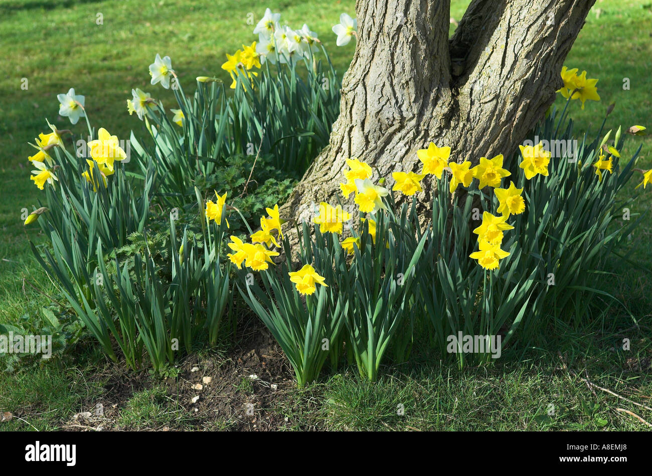 Spring daffodils around and tree in an English garden Stock Photo - Alamy