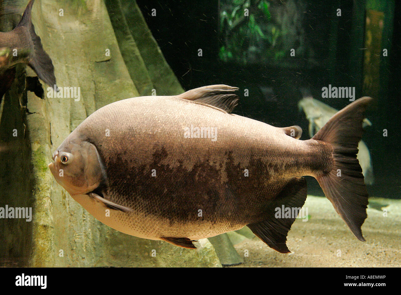 fish aquarium tank animal Stock Photo - Alamy