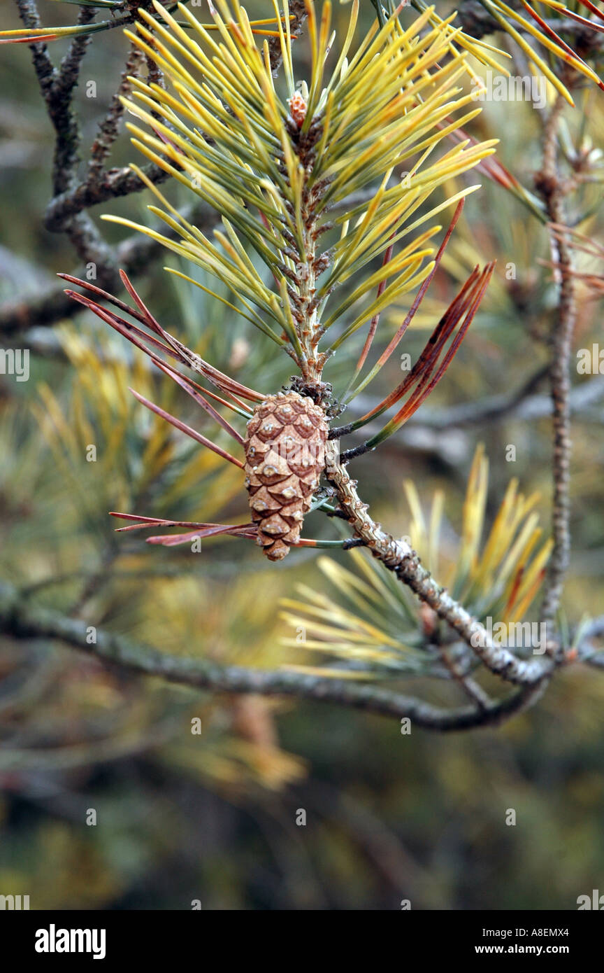 Cone on a pine branch Stock Photo - Alamy
