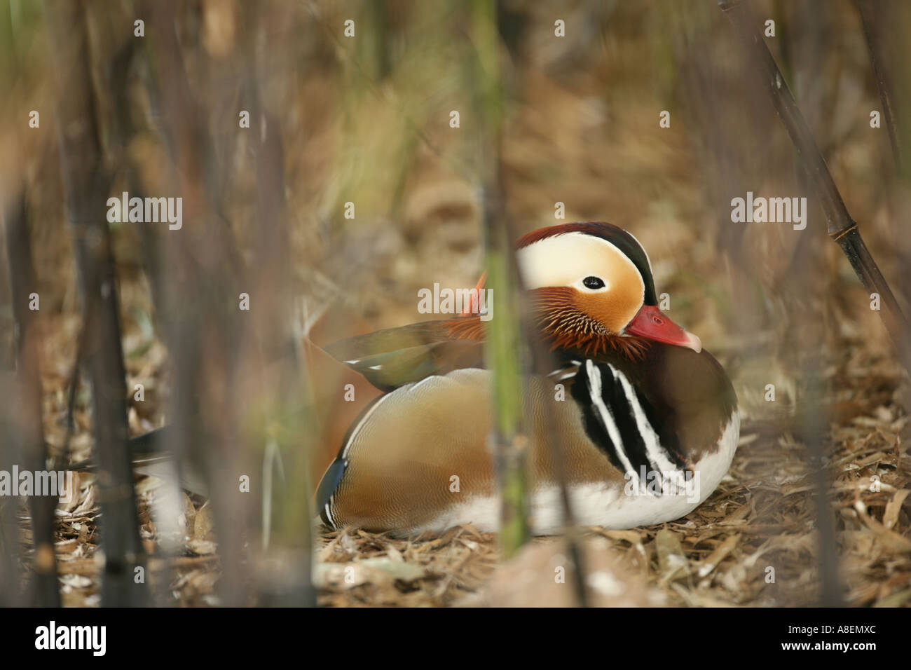 Duck and cover hi-res stock photography and images - Alamy