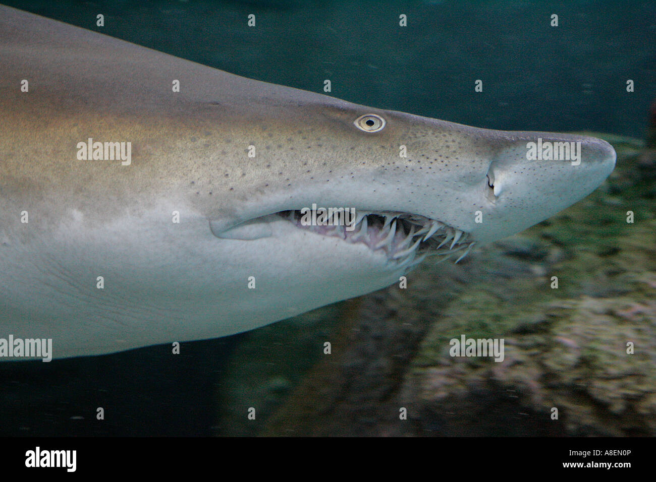 shark fish aquarium tank animal Stock Photo - Alamy