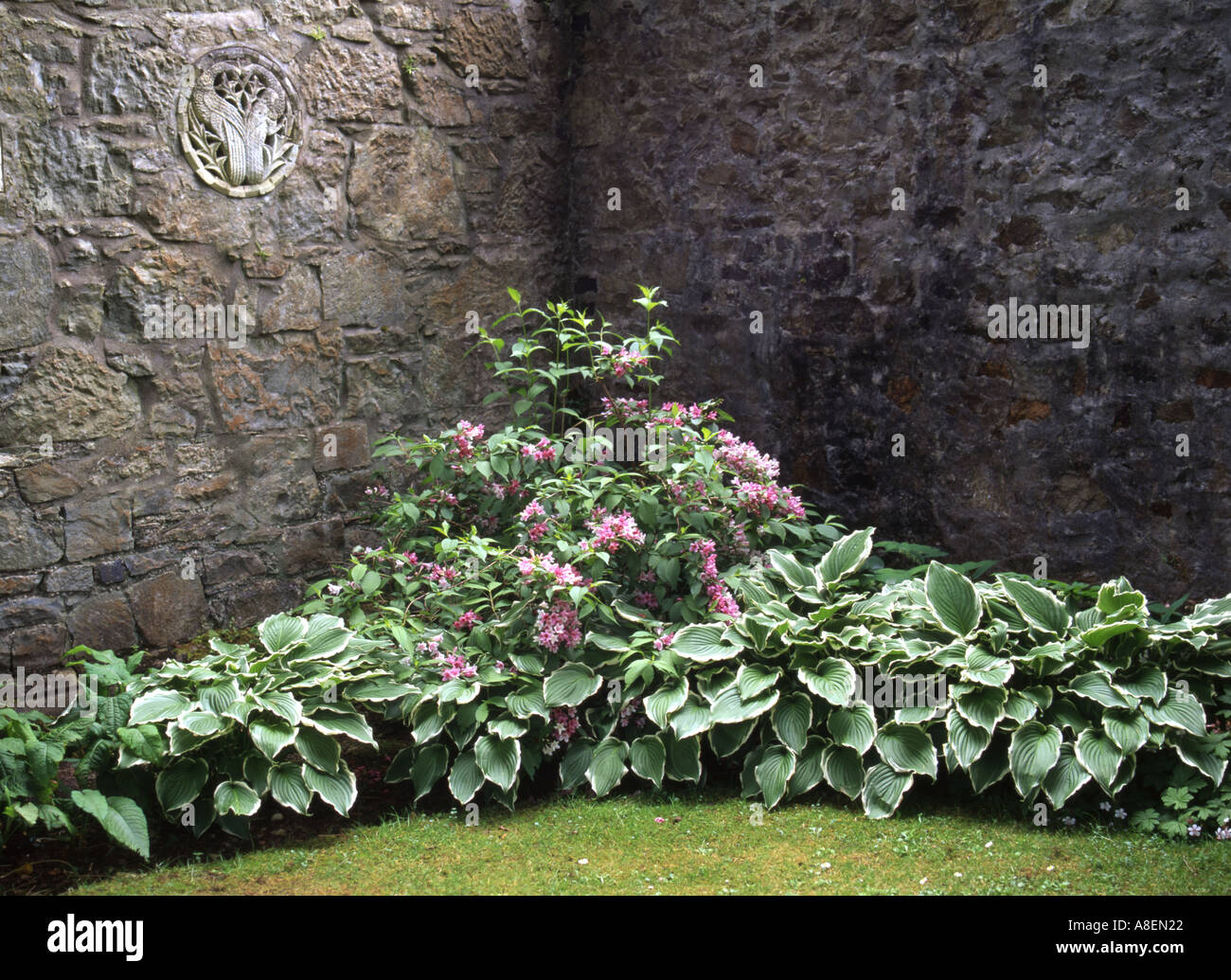 Hosta crispula and H abelia in stone wall corner feature Torosay Castle ...
