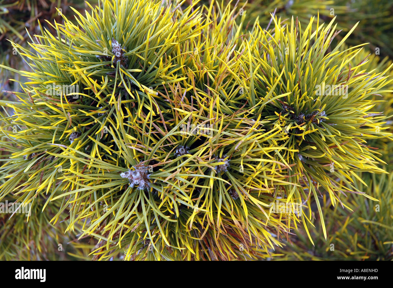 growth of pine tree Stock Photo - Alamy