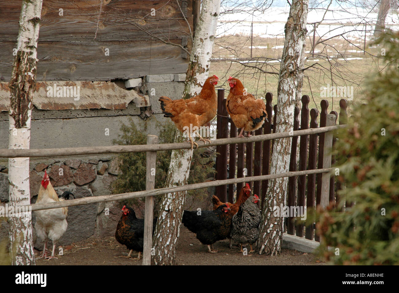 Black polish hens hi-res stock photography and images - Alamy