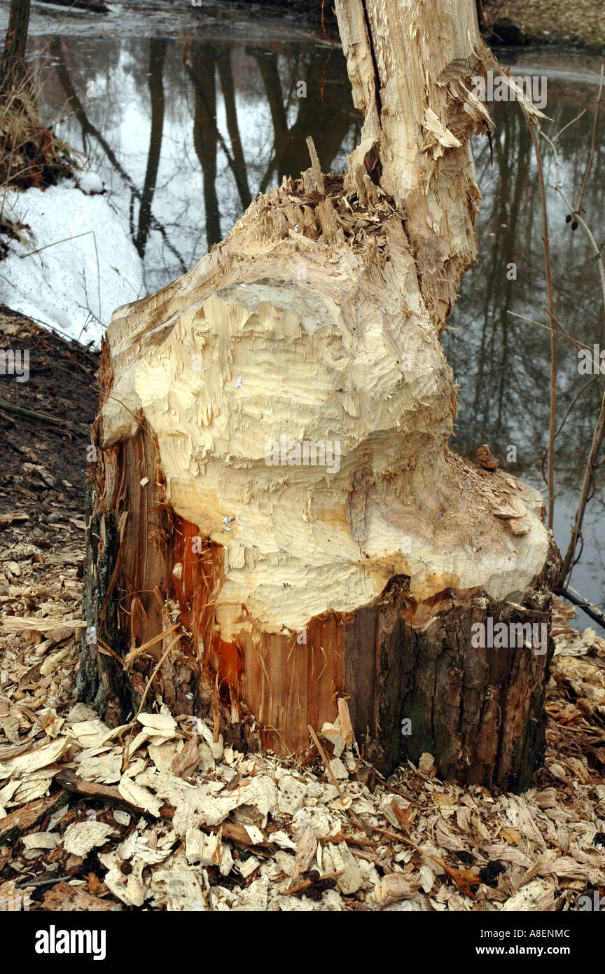 Tree bitten by beavers in Poland Stock Photo - Alamy
