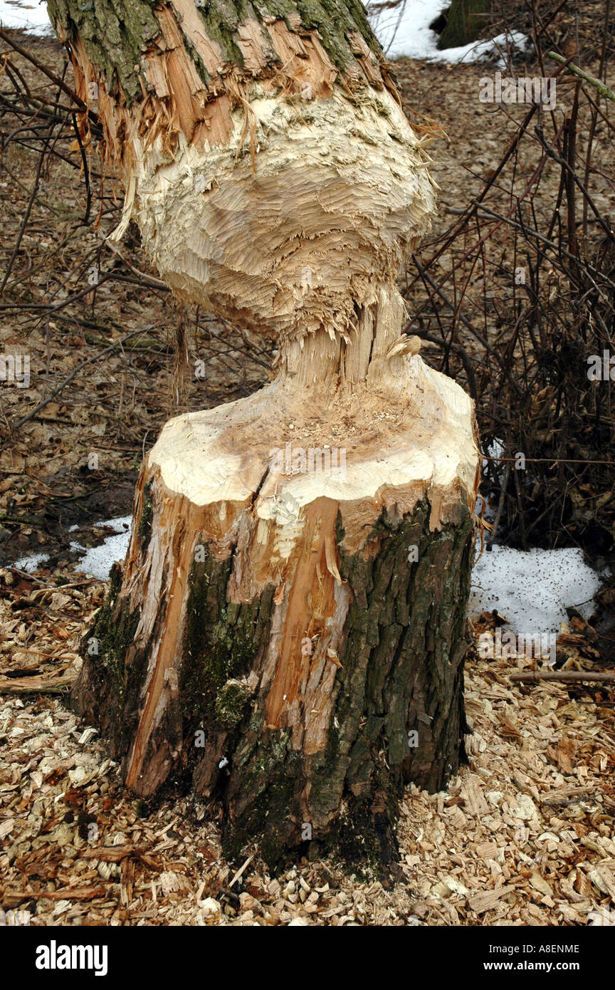 Tree bitten by beavers in Poland Stock Photo - Alamy