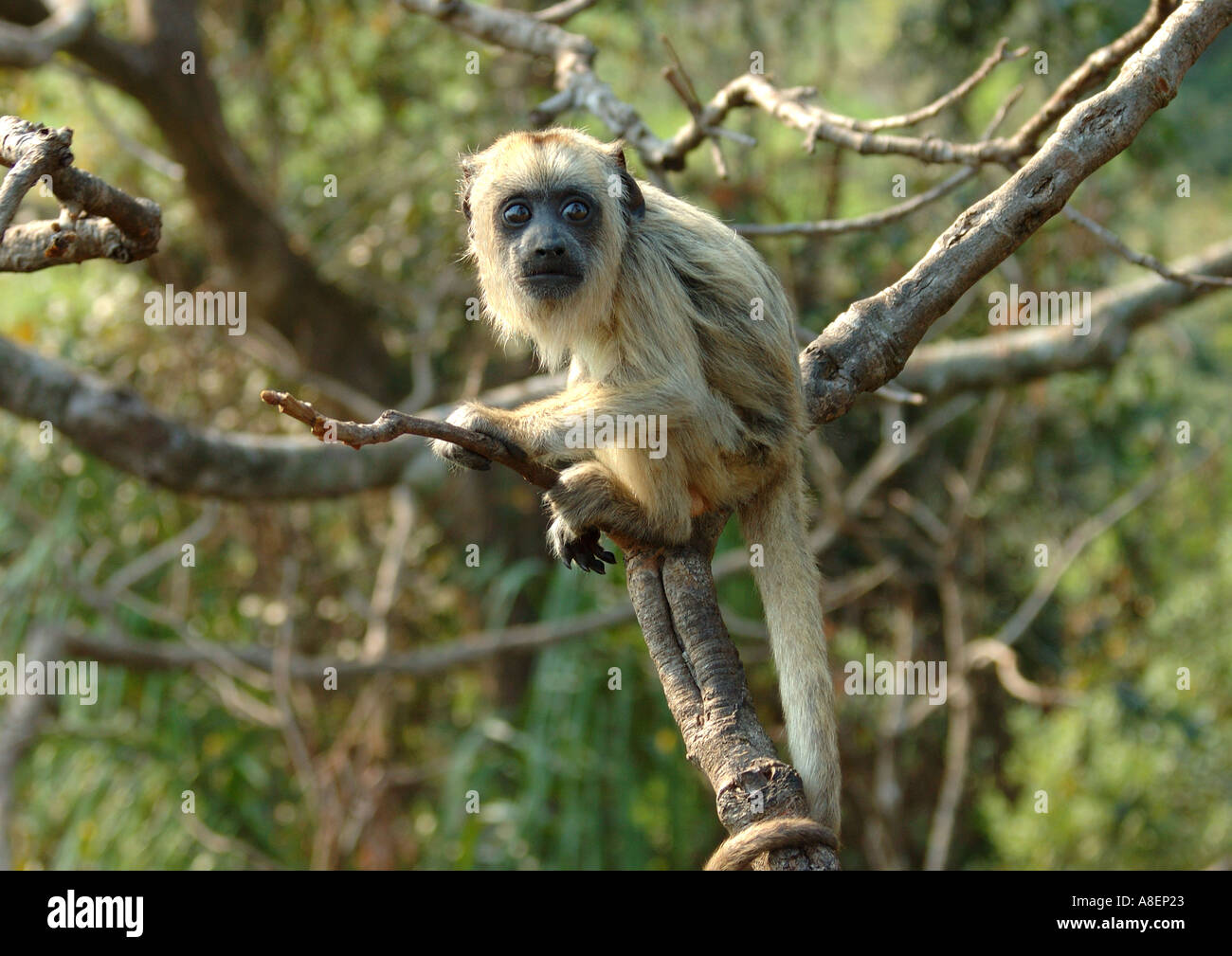 Young howler monkey in the trees of the Pantanal Brazil Stock Photo - Alamy
