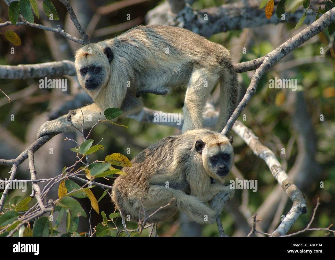 Howler monkeys in the trees of the Pantanal Brazil Stock Photo - Alamy