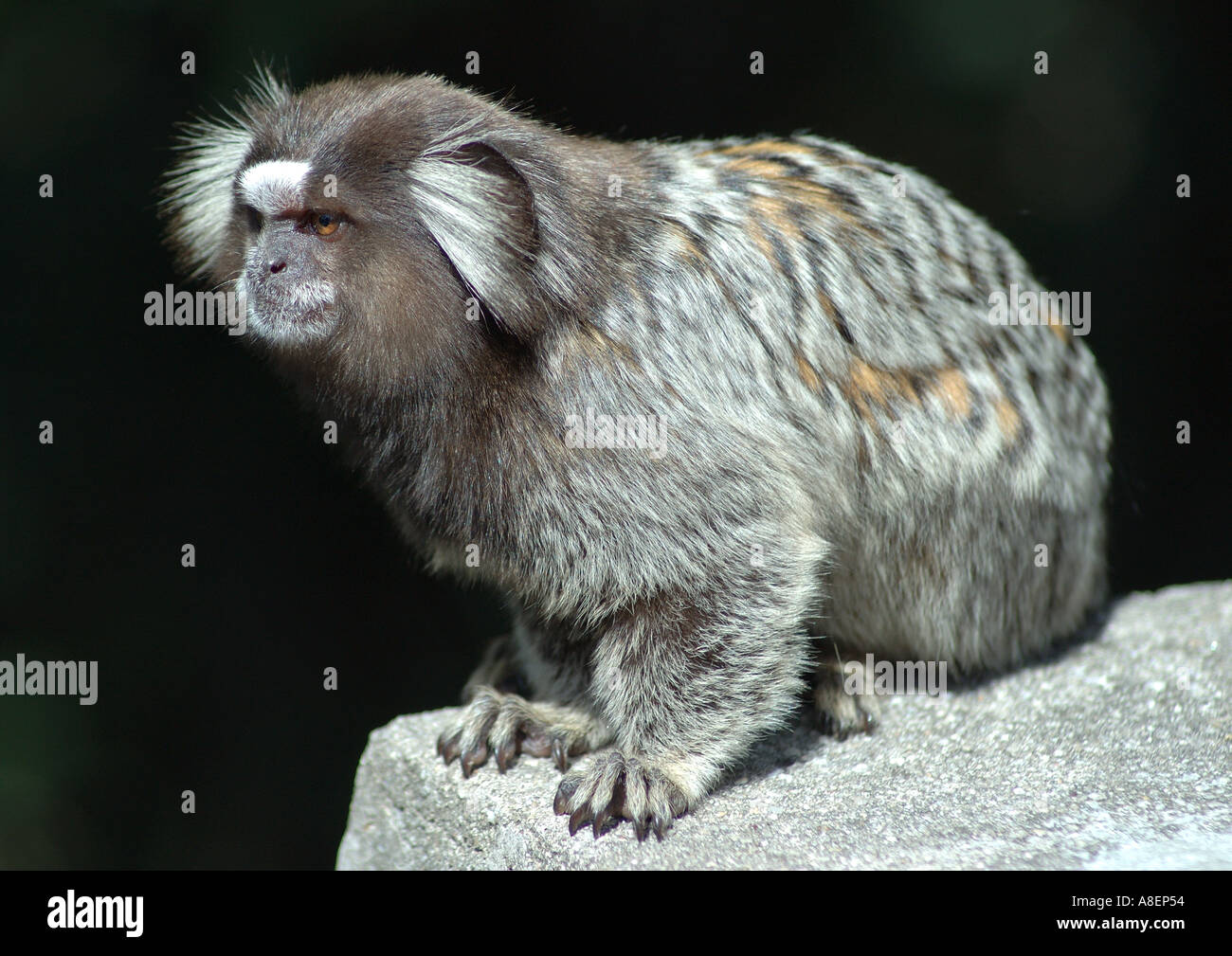Common marmoset Rio de Janeiro Brazil Stock Photo - Alamy