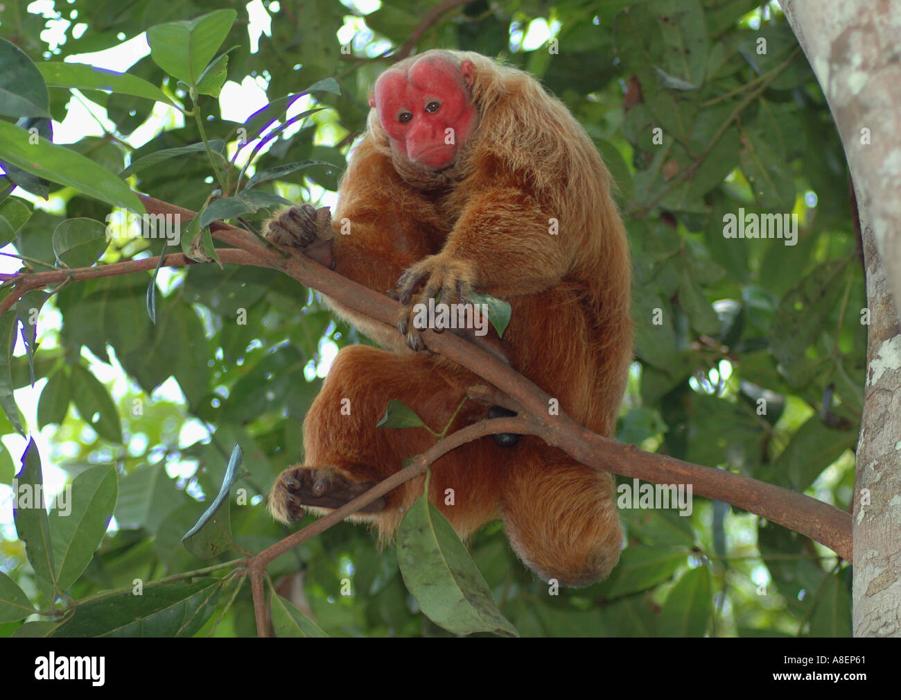 Red faced English monkey in Amazon Brazil Stock Photo - Alamy