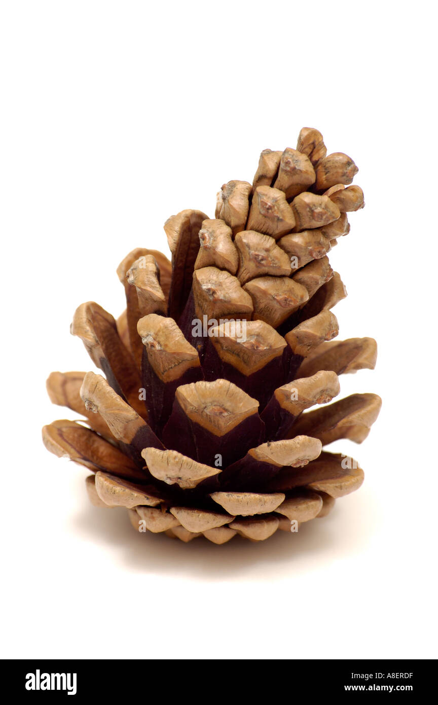 Pine cone bracts hi-res stock photography and images - Alamy