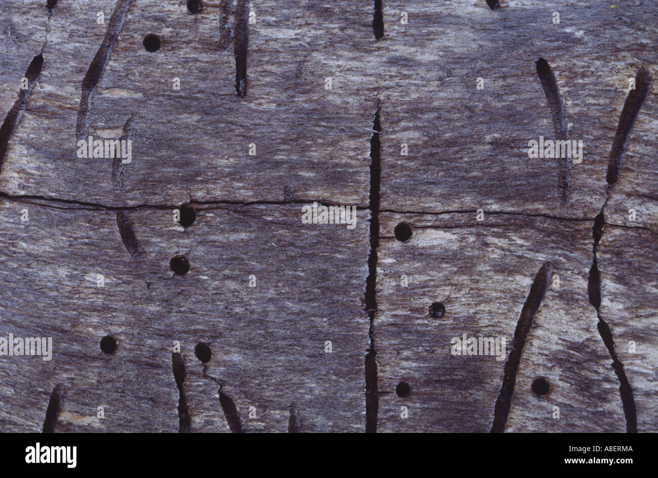 Insect marks in birch log Stock Photo - Alamy