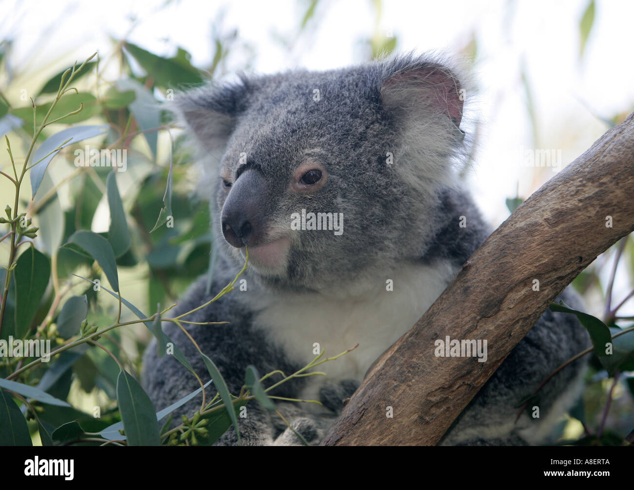 Koala bear feeding on Eucalyptus leaves Stock Photo - Alamy