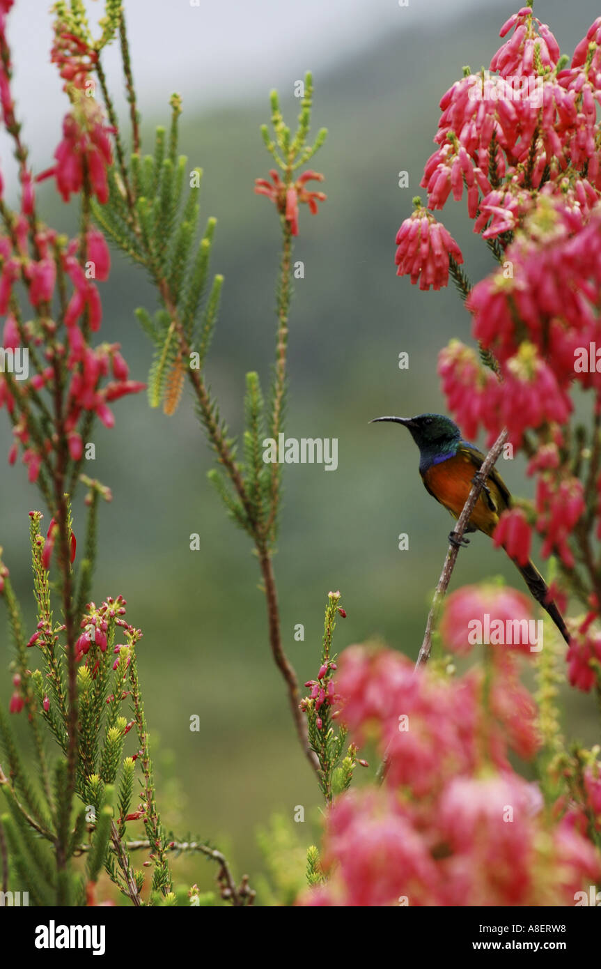 Sunbird on Erica cruenta bush in Kirstenbosch National Botanical ...