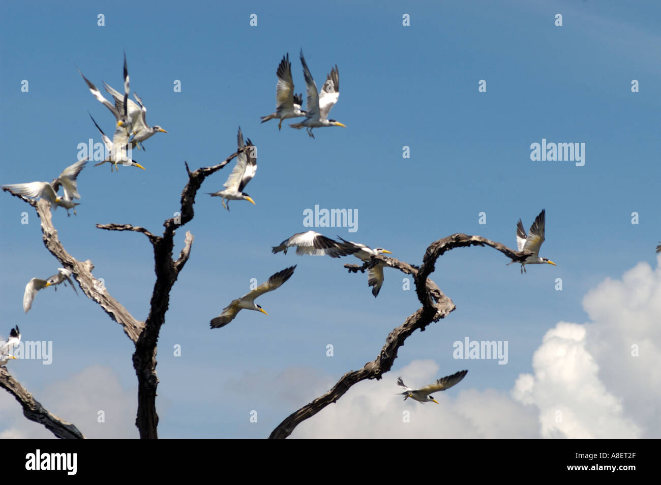 birds tree and a bright blue sky rio negro manaos brasil amazon Stock ...