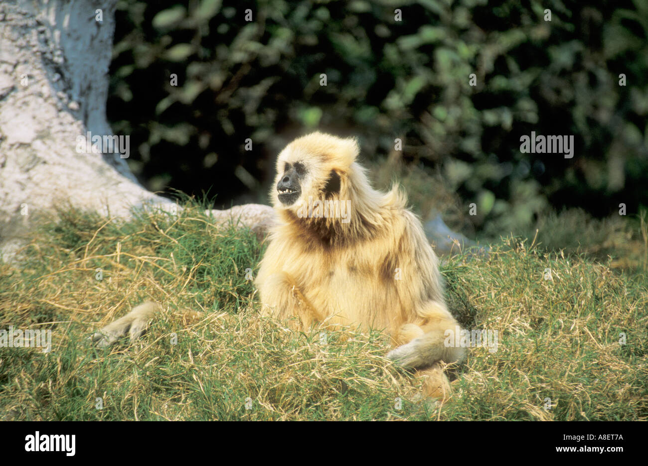 Moloch hi-res stock photography and images - Alamy