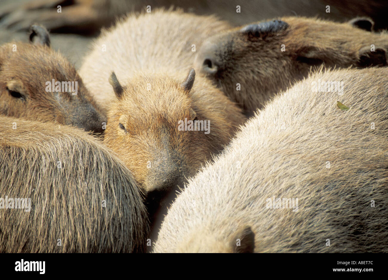 Capybara Hydrochoerus Hydrochaeris Stock Photo - Alamy