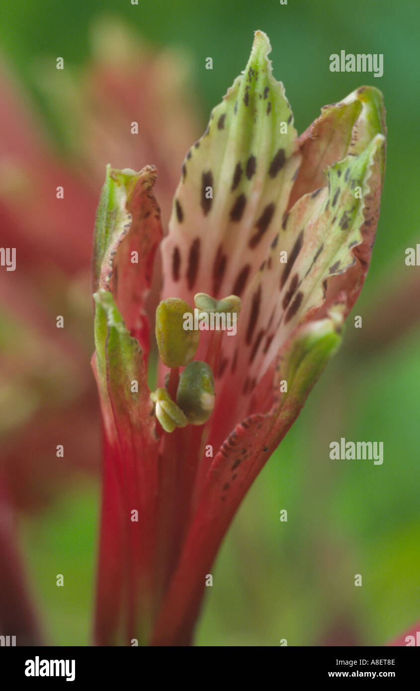 Alstroemeria psittacina hi-res stock photography and images - Alamy