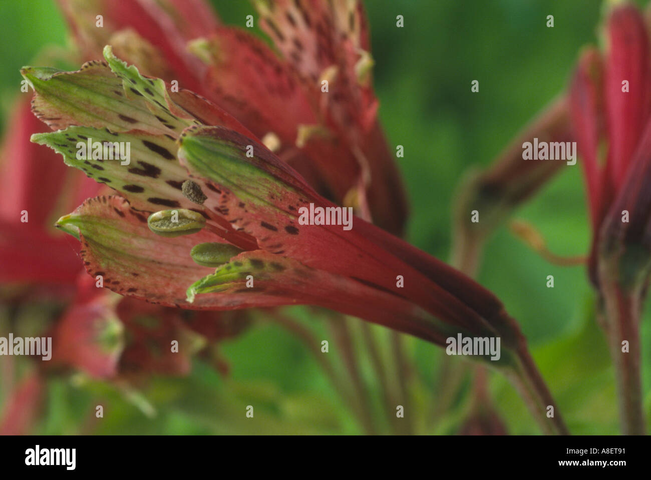 Alstroemeria pulchella hi-res stock photography and images - Alamy