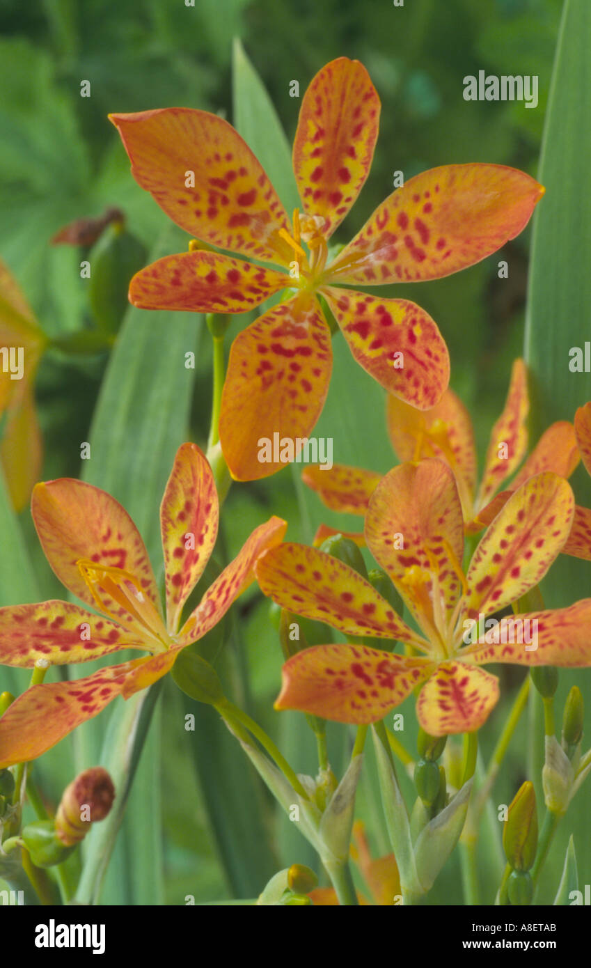 Belamcanda Chinensis High Resolution Stock Photography and Images - Alamy