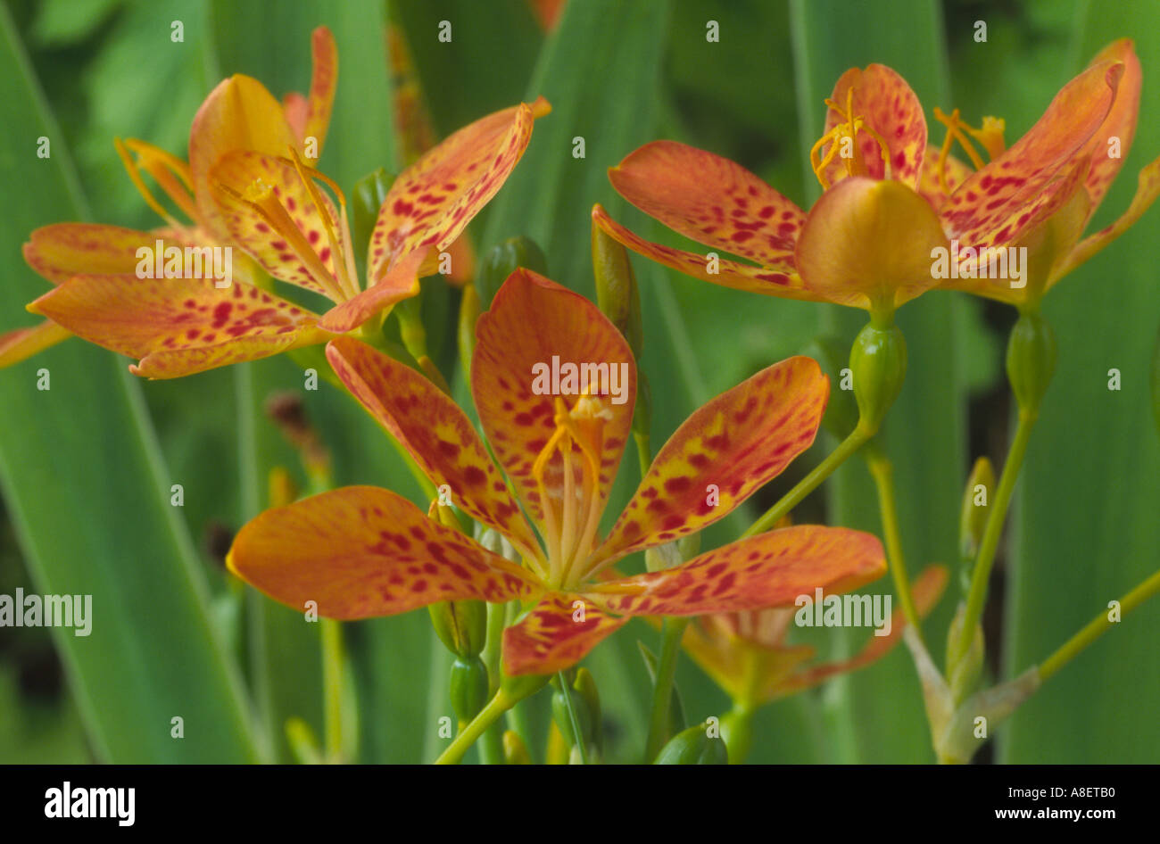 Iris domestica Syn. Belamcanda chinensis. Blackberry lily, Leopard lily ...