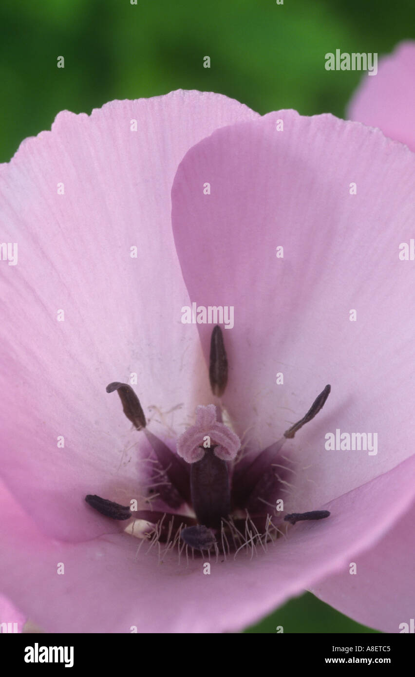 Calochortus splendens hi-res stock photography and images - Alamy