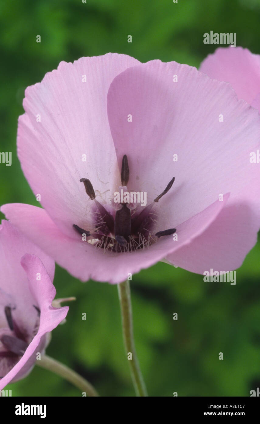 Calochortus splendens 'Violet Queen'. Cat's ears, Fairy lantern ...