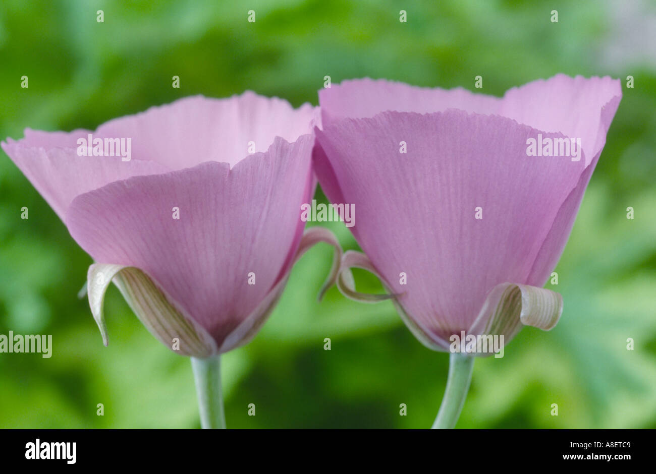 Calochortus splendens 'Violet Queen'. Cat's ears, Fairy lantern ...