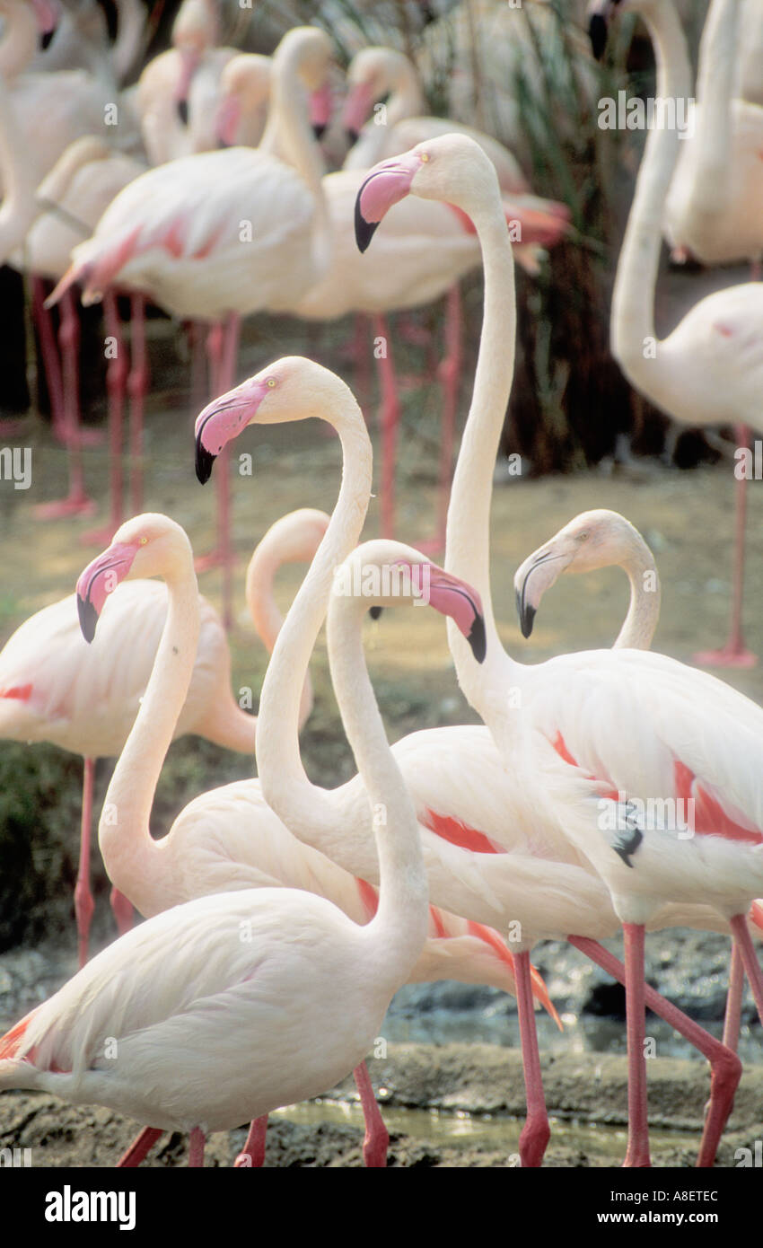 Group flamingo on water white hi-res stock photography and images - Alamy