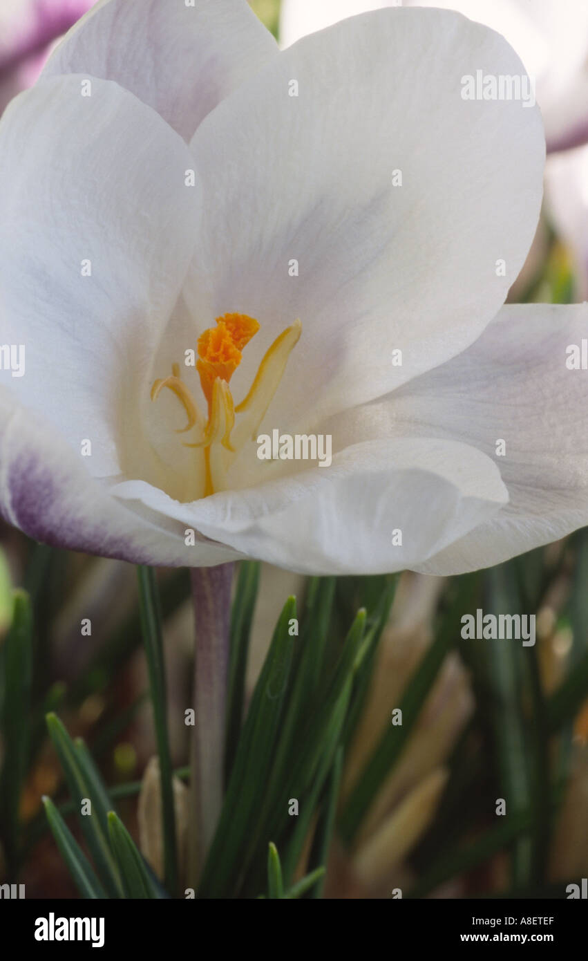 Crocus chrysanthus 'Prins Claus' Stock Photo - Alamy