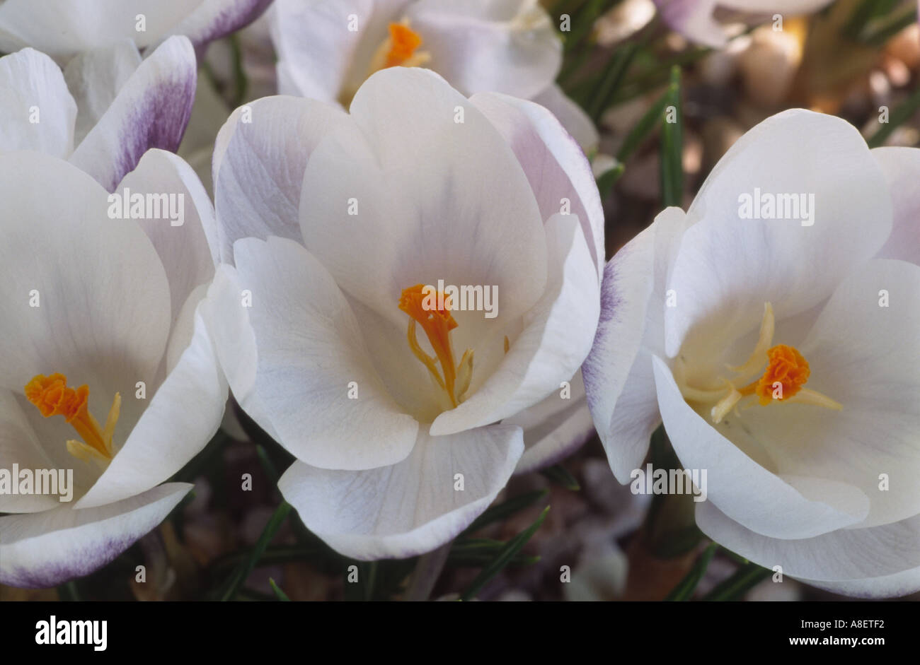 Crocus chrysanthus 'Prins Claus' Stock Photo - Alamy