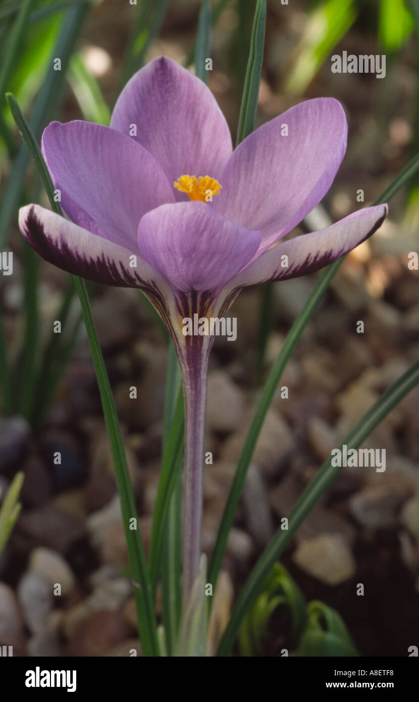 Crocus minimus hi-res stock photography and images - Alamy