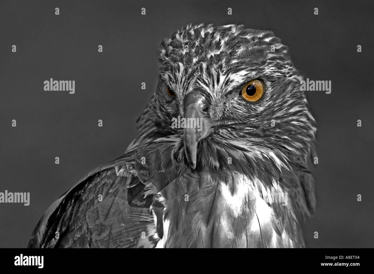Turn bird hi-res stock photography and images - Alamy