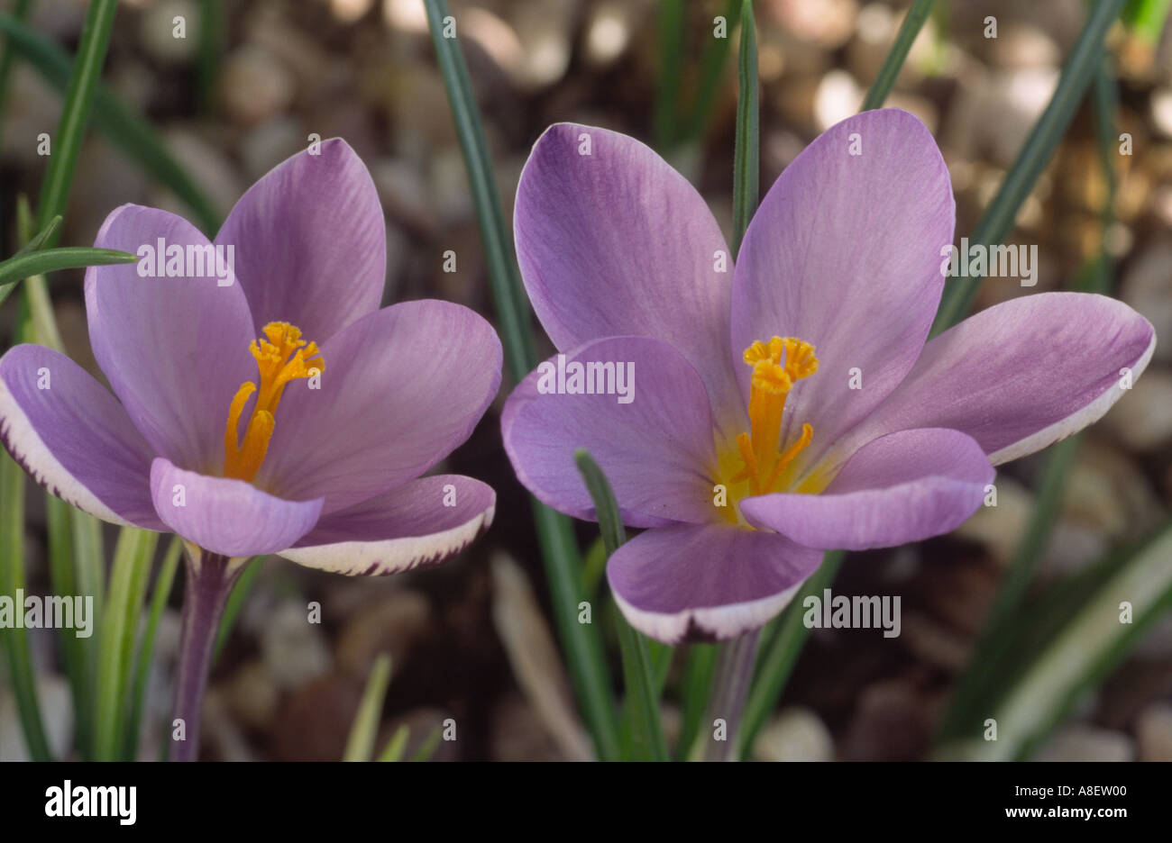 Crocus minimus hi-res stock photography and images - Alamy
